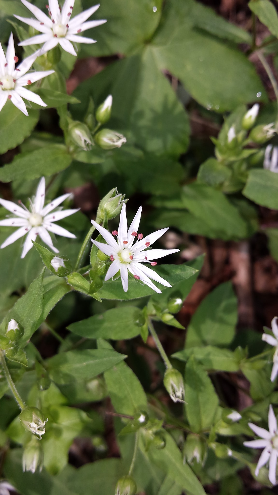 Wildflowers of the Smokies - Blount Tourism